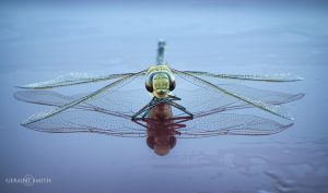 Dragonfly, first victim, frozen in the first snow and cold temps.