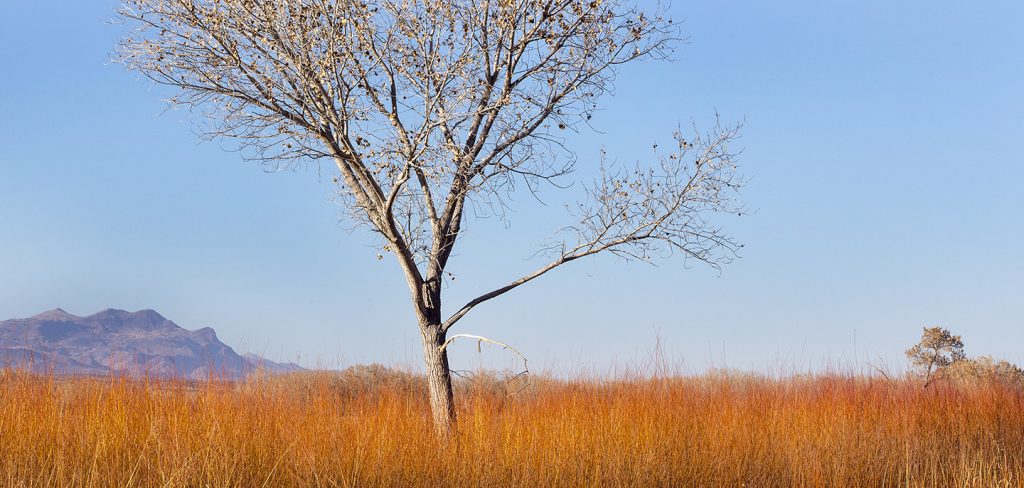 Bosque del Apache, Tree, Willows | Geraint Smith Photography
