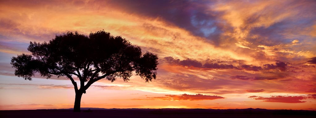 Lone Tree Sunset | Geraint Smith Photography