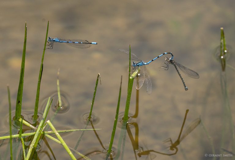 American Kestrel, Dragonflies, Color in Madrid and La Cueva, Wild Iris ...