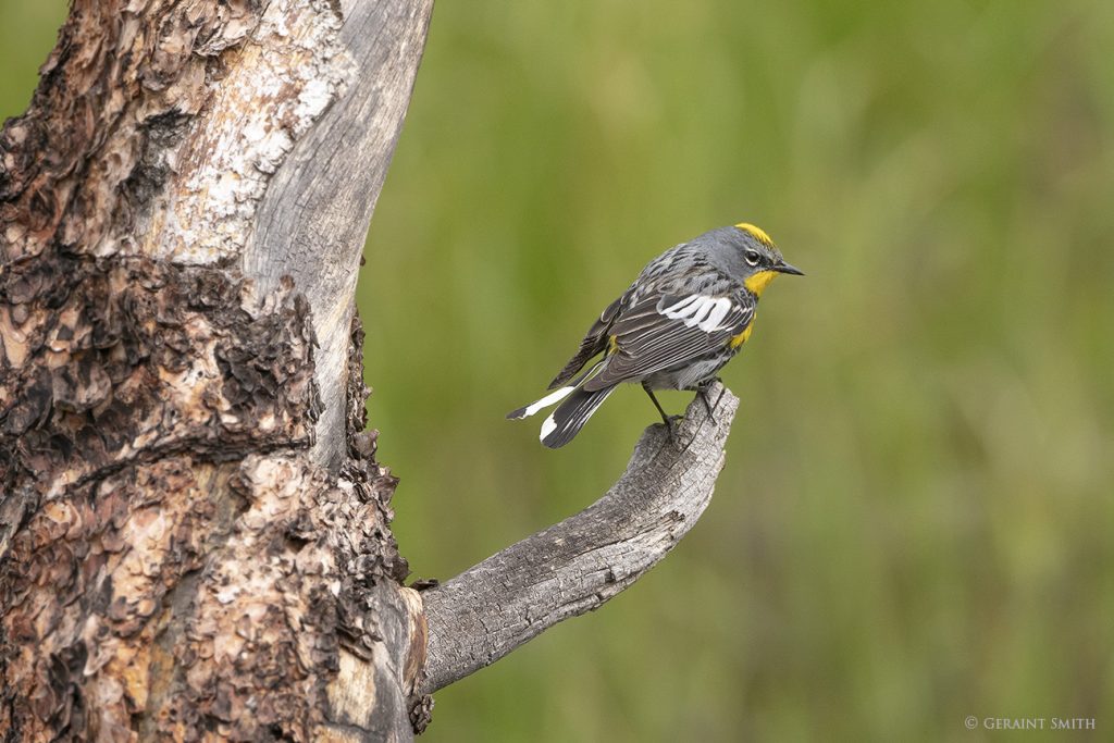 Waterfall, Taos Ski Valley, Valle Vidal, Yellow-rumped Warbler ...