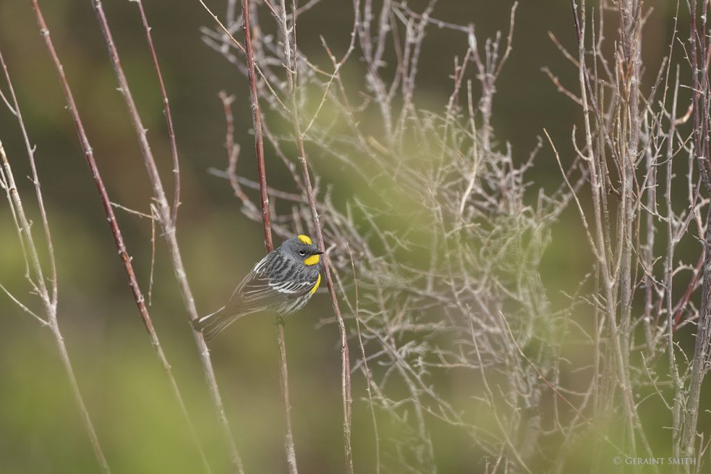 Waterfall, Taos Ski Valley, Valle Vidal, Yellow-rumped Warbler ...