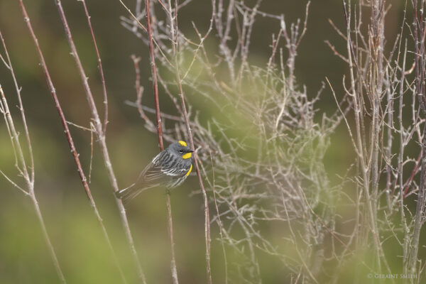 Waterfall, Taos Ski Valley, Valle Vidal, Yellow-rumped Warbler ...