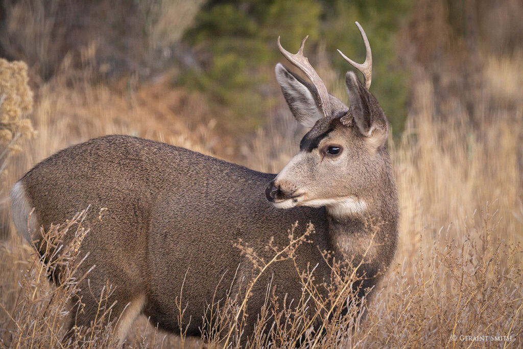 Winter Solstice Moments, Blue Heron, Bald Eagle, Bighorn Sheep, Mule ...