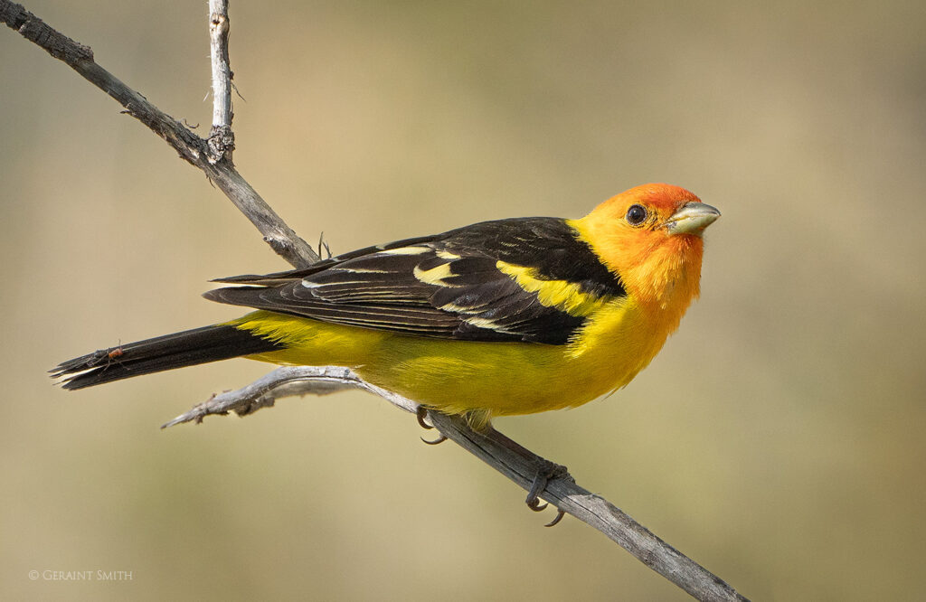 Western Tanagers In The Garden. 05-29-2024. | Geraint Smith Photography